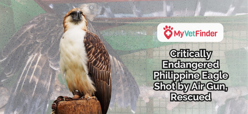 Philippine Eagle Logo Png Philippine Eagle Logo Images Free Download