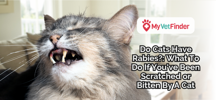 rabies scratch or bite