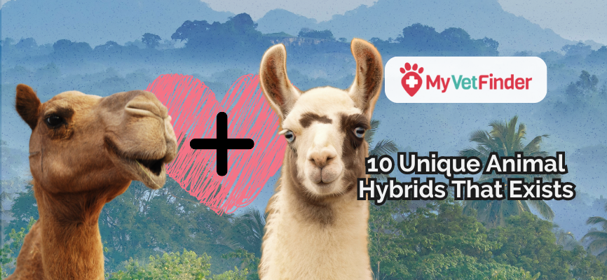 10 Unique Animal Hybrids That Exists | Blogs | MyVetFinder
