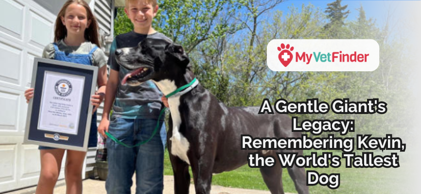 A Gentle Giant's Legacy: Remembering Kevin, the World's Tallest Dog ...