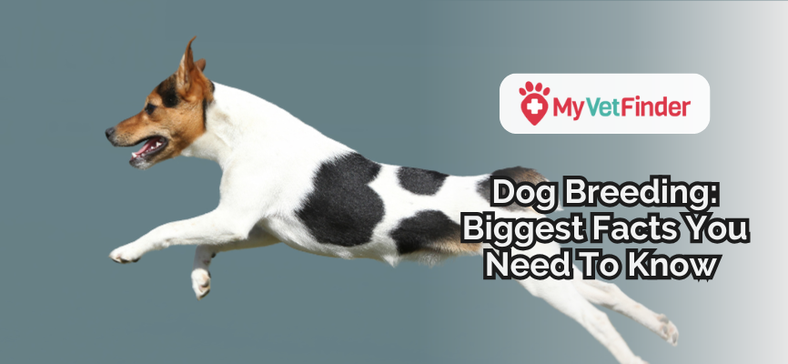 Dog Breeding: Biggest Facts You Need To Know | Blogs | MyVetFinder