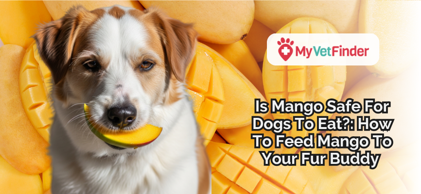 Is Mango Safe For Dogs To Eat?: How To Feed Mango To Your Fur Buddy ...