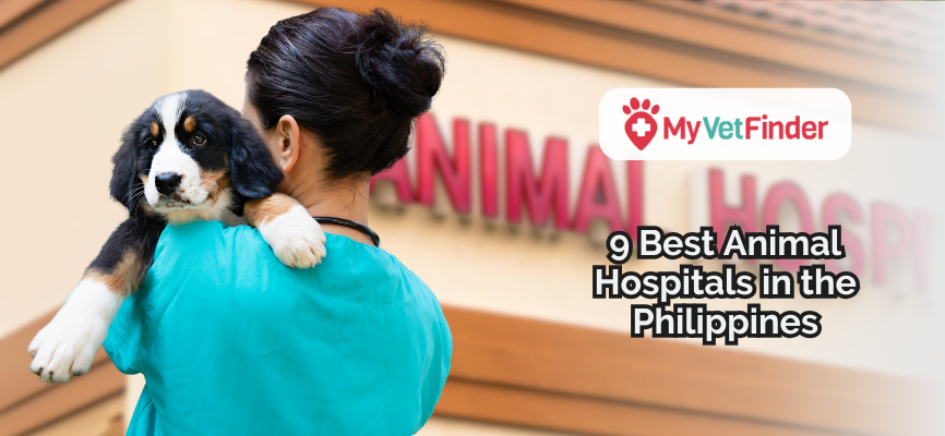 9 Best Animal Hospitals in the Philippines | Blogs | MyVetFinder