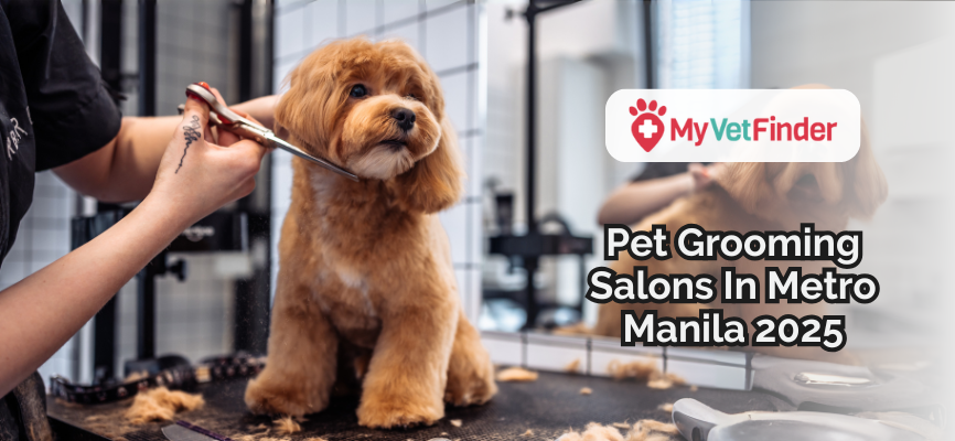 Pet Grooming Salons In Metro Manila 2025 | Blogs | MyVetFinder
