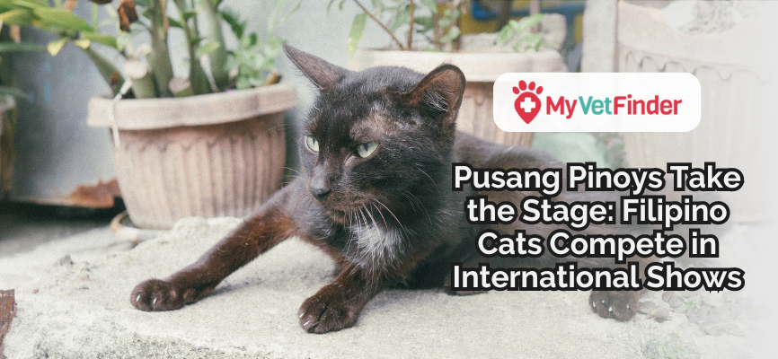 Pusang Pinoys Take the Stage: Filipino Cats Compete in International ...