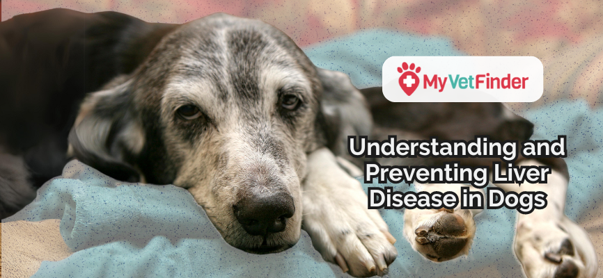 Understanding and Preventing Liver Disease in Dogs | Blogs | MyVetFinder