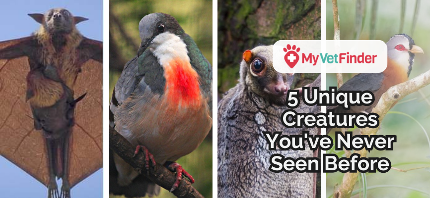 Wild Animals of the Philippines: 5 Unique Creatures You've Never Seen ...